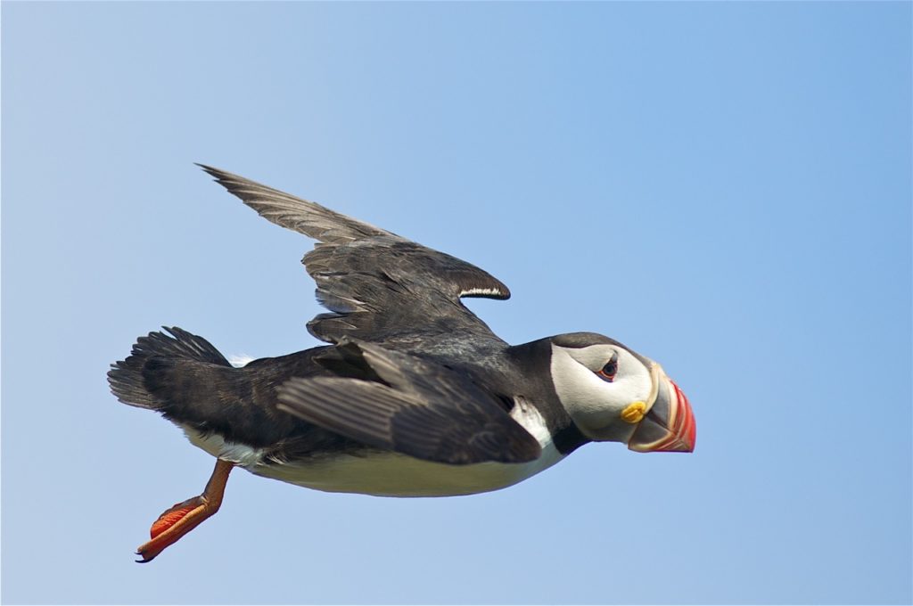 Visit The Puffins Colony in Elliston on the Bonavista Peninsula